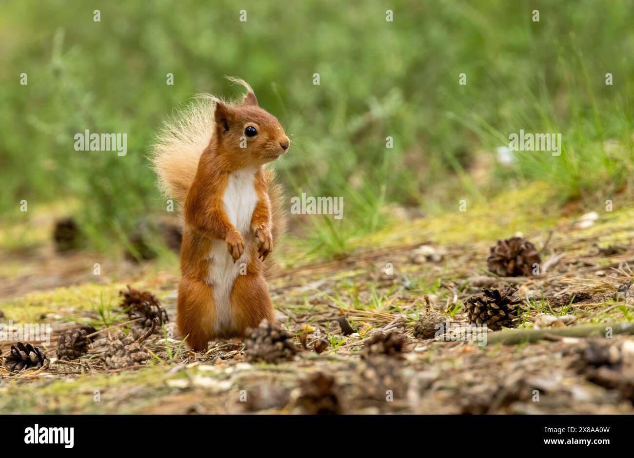 Cute little scottish red squirrel in the forest Stock Photo - Alamy