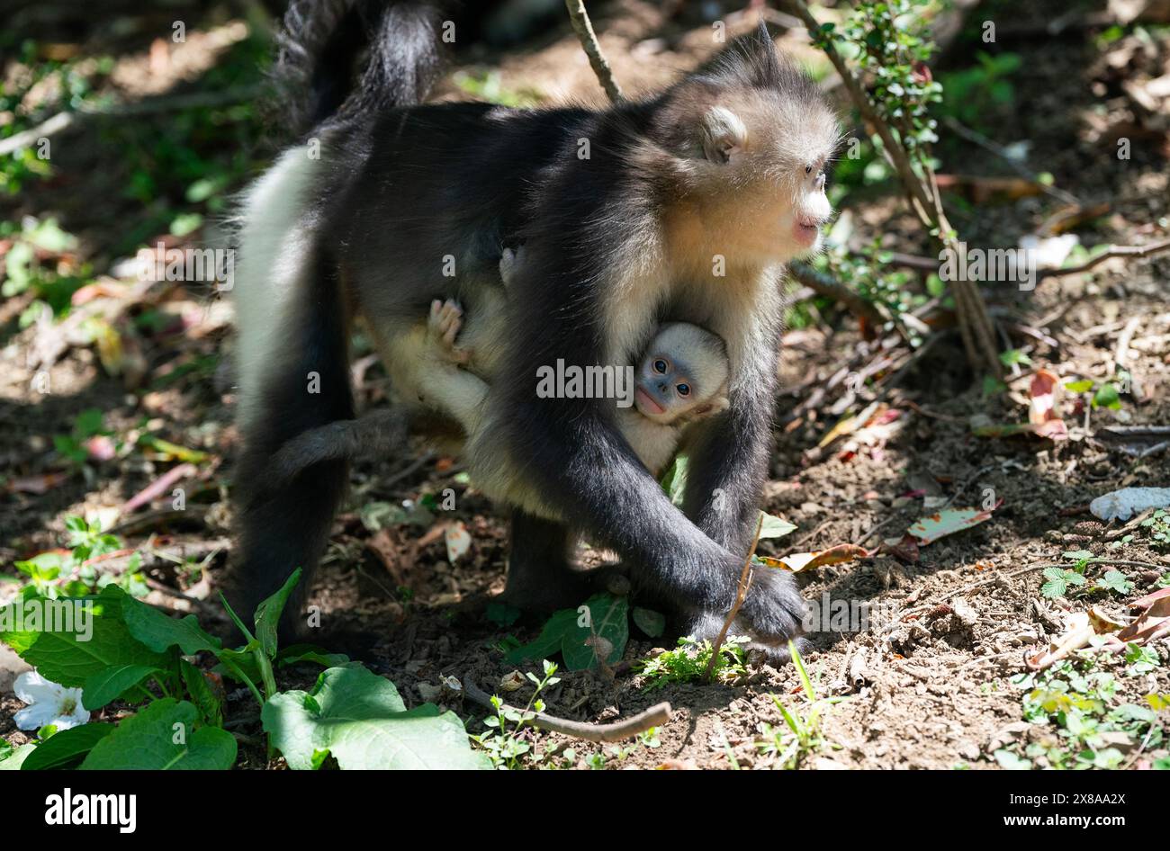 Weixi County. 23rd Mar, 2024. A snub-nosed monkey and its baby are ...