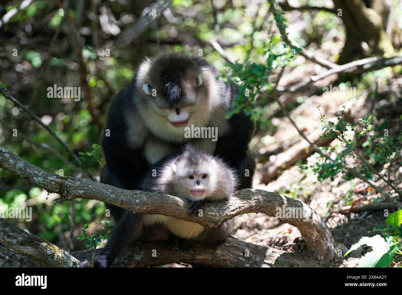 Weixi County. 23rd Mar, 2024. Snub-nosed monkeys are pictured at Baima ...