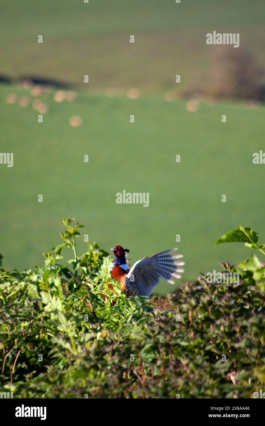 Pheasant on the Watch (Phasianus colchicus) Port Isaac Cornwall England ...