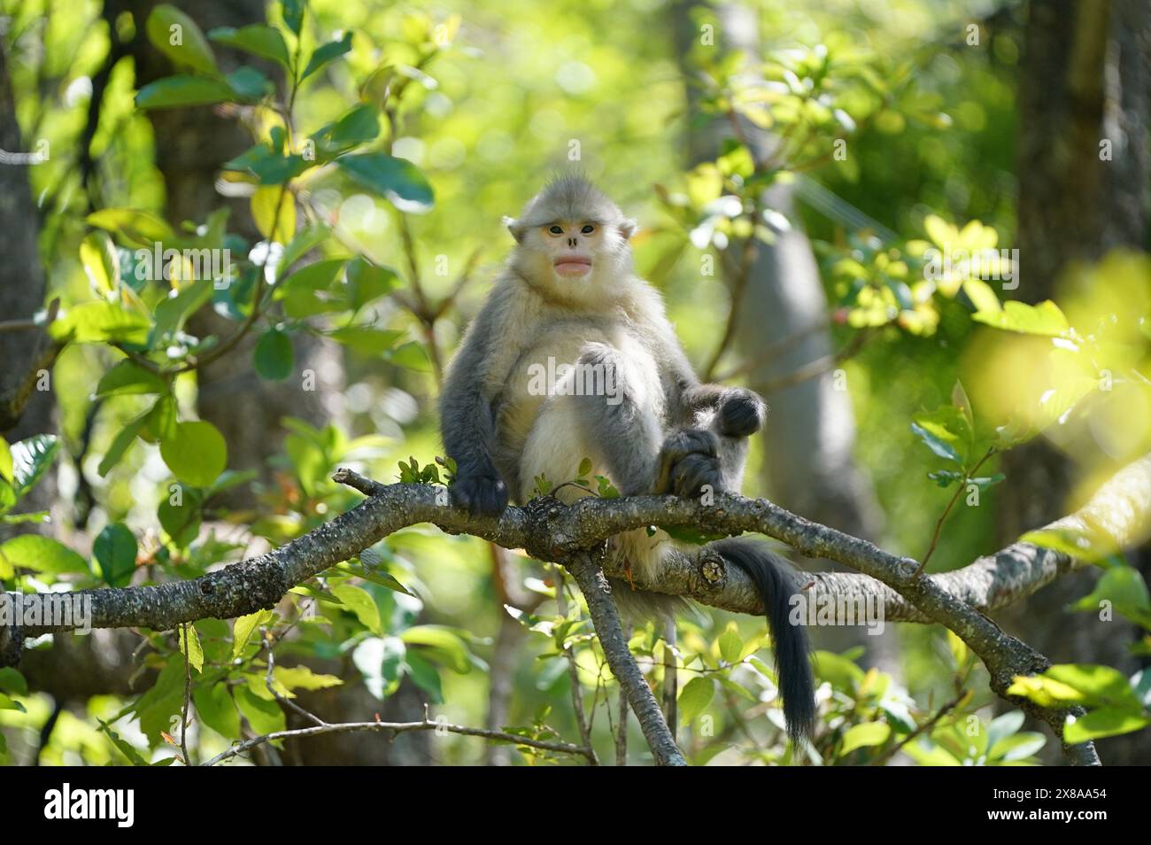 Weixi County. 23rd Mar, 2024. A snub-nosed monkey is pictured at Baima ...