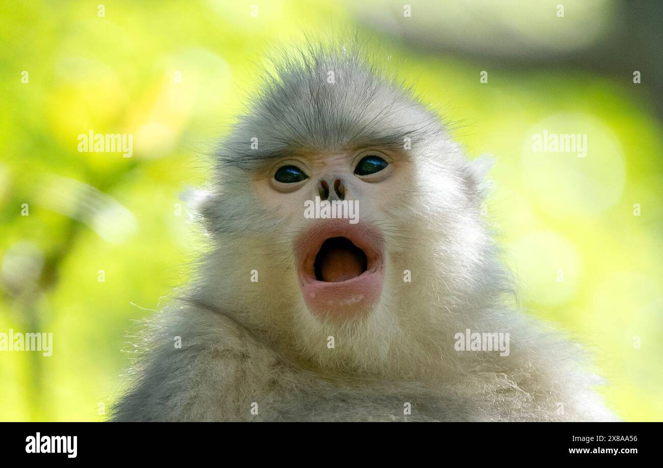 Weixi County. 23rd Mar, 2024. A snub-nosed monkey is pictured at Baima ...