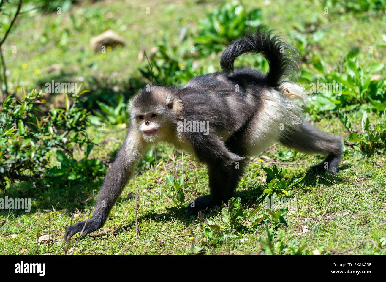 Weixi County. 23rd Mar, 2024. A snub-nosed monkey is pictured at Baima ...