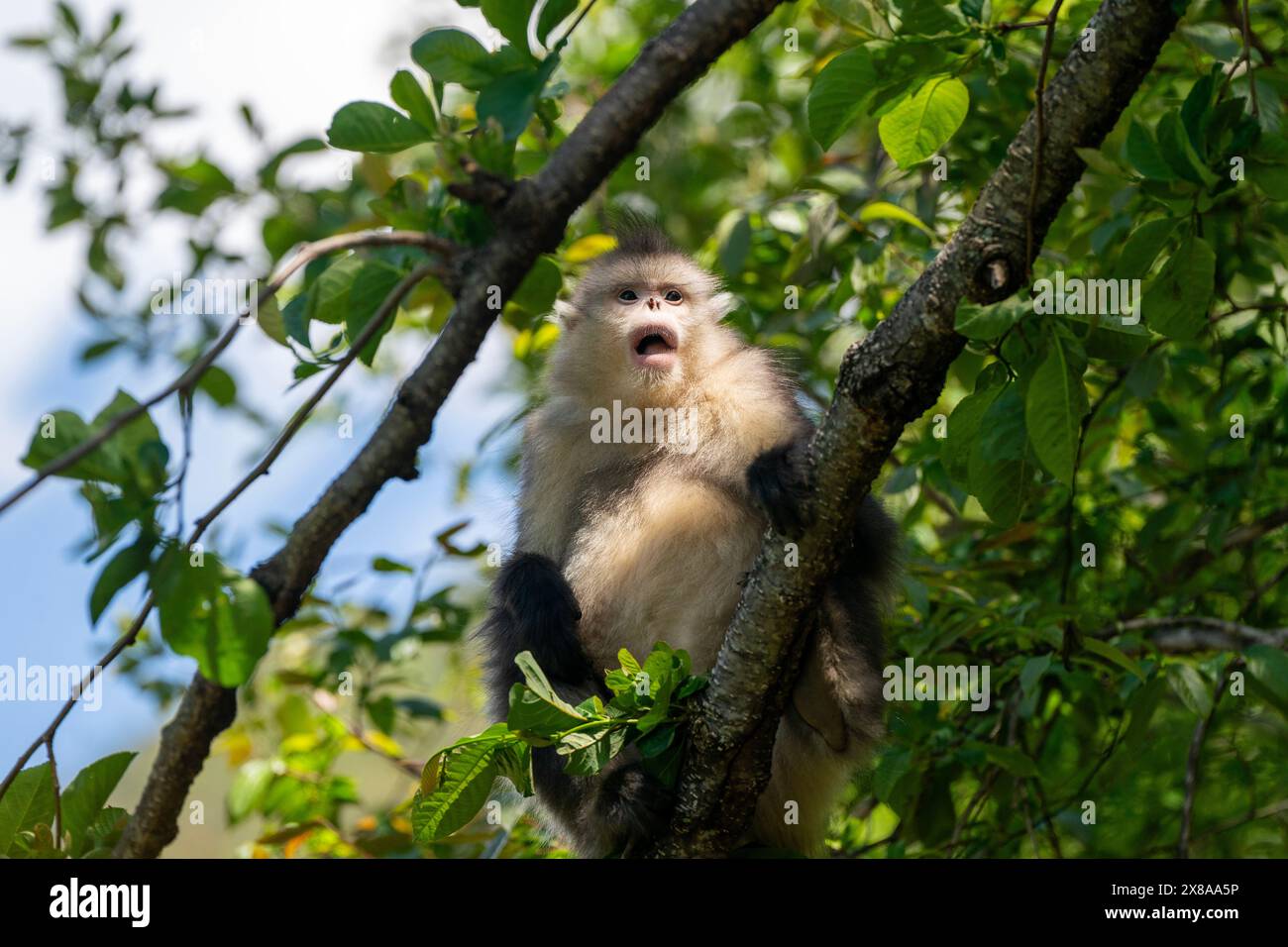 Weixi County. 23rd Mar, 2024. A snub-nosed monkey is pictured at Baima ...