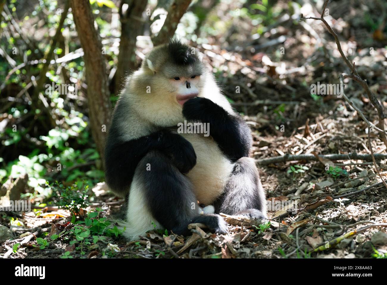 Weixi County. 23rd Mar, 2024. A snub-nosed monkey eats at Baima Snow ...