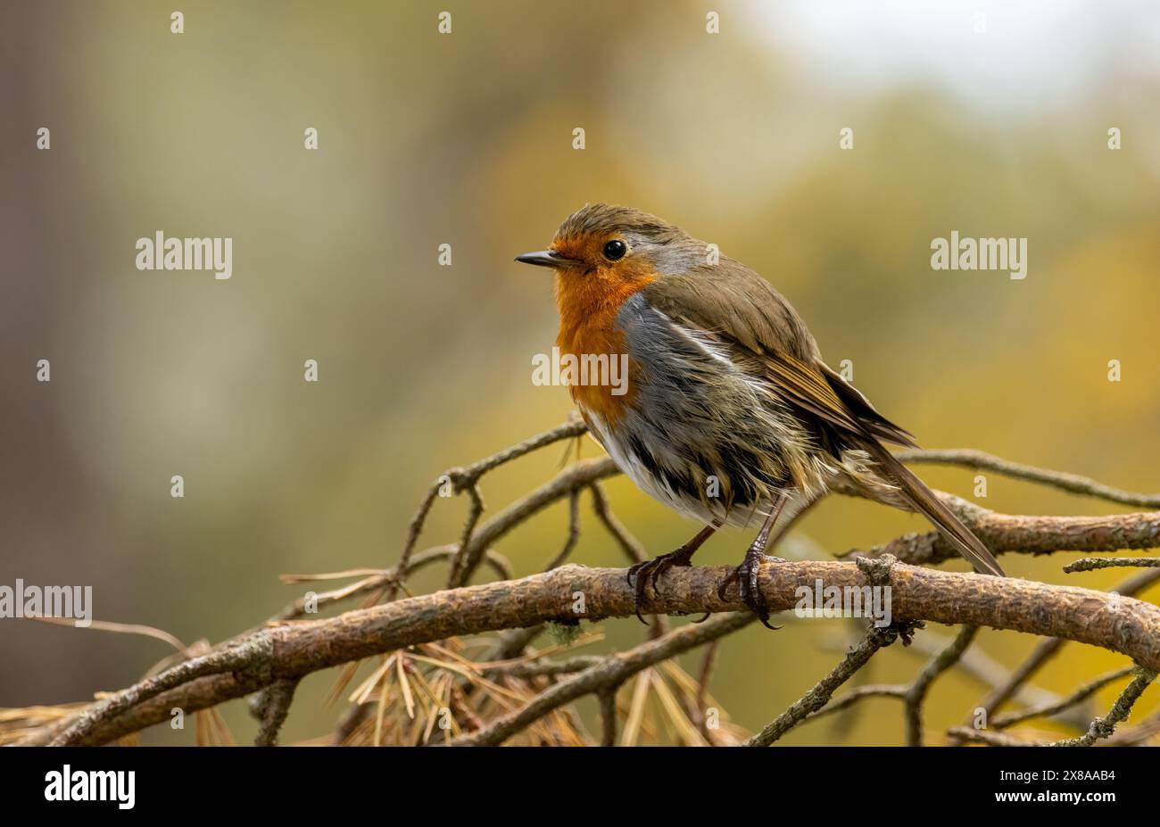 Scruffy robin redbreast bird on a branch Stock Photo - Alamy