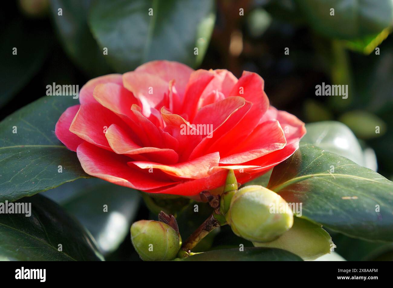 Red camelia japonica flower blooming in the spring sunshine Stock Photo ...
