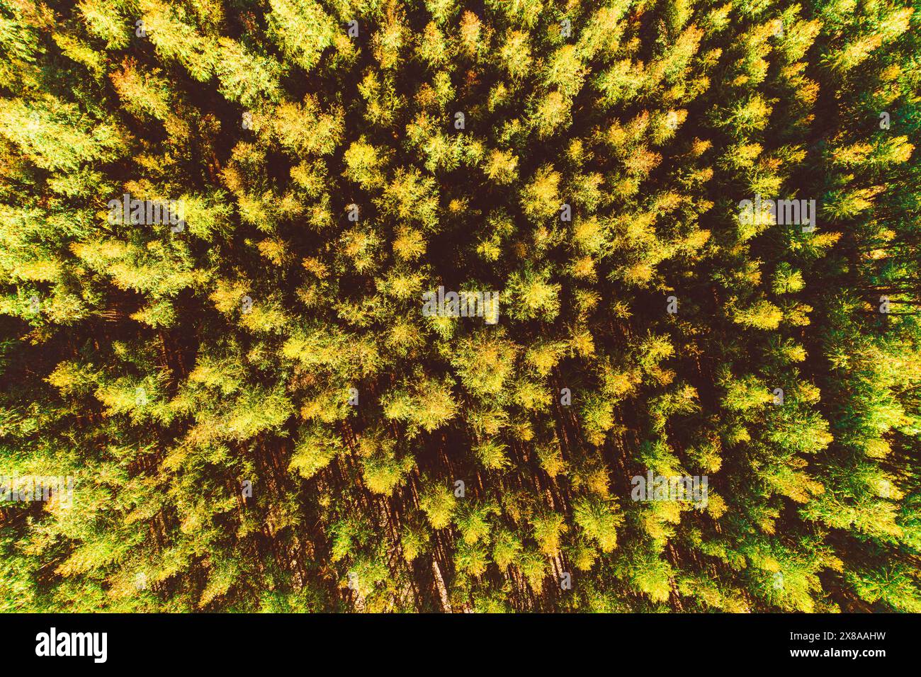 overhead drone view, detail of the canopies of a pine forest at sumset ...