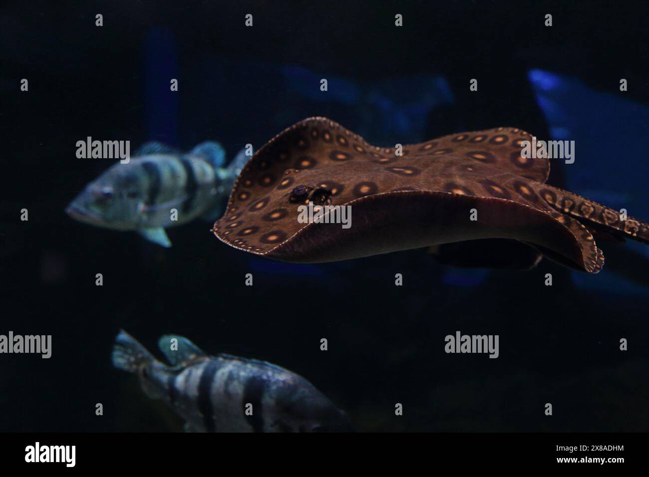 Ocellate river stingray (Potamotrygon motoro) swimming in calm and ...