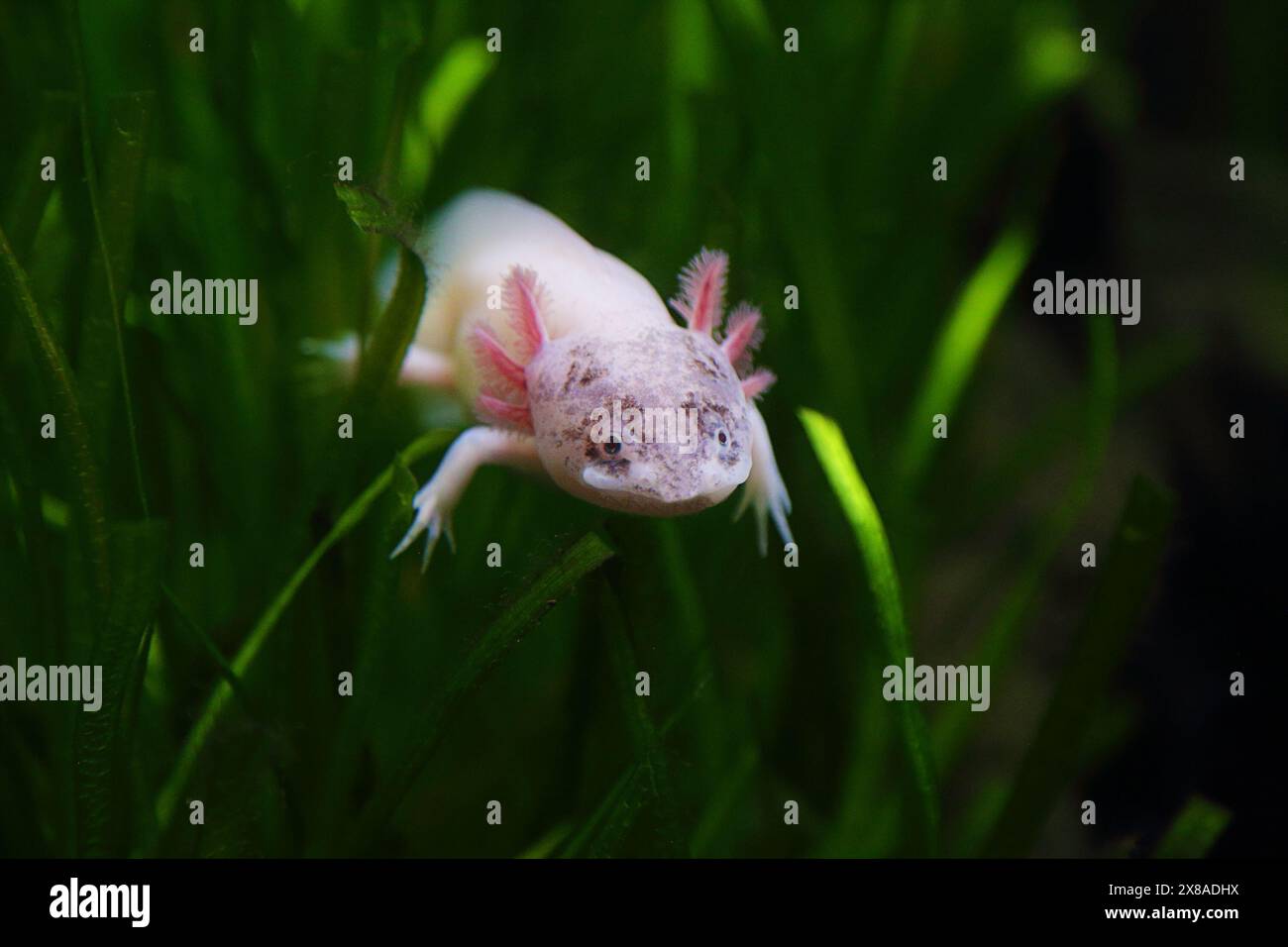Axolotl hi-res stock photography and images - Alamy