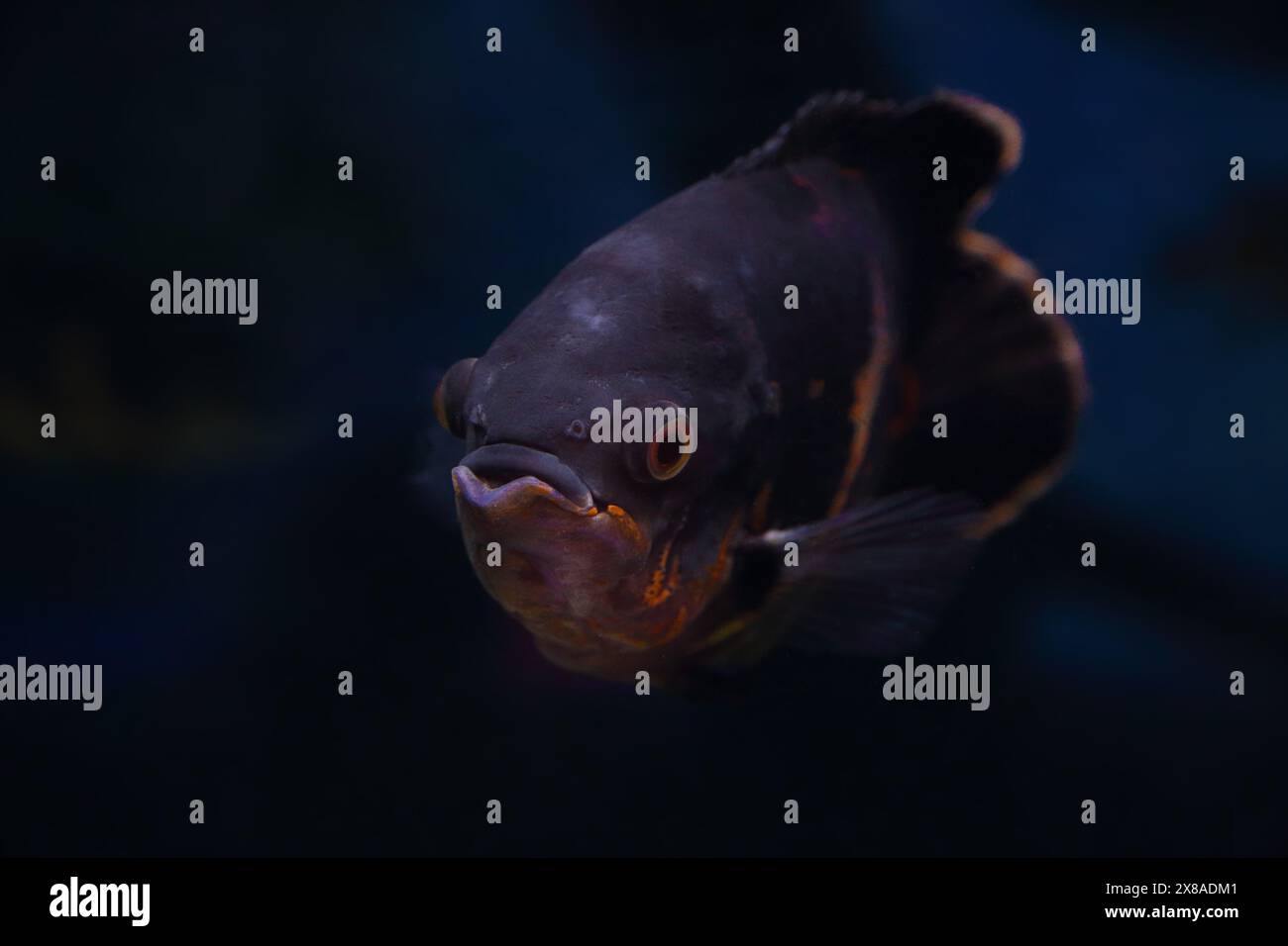 Black oscar fish hi-res stock photography and images - Alamy