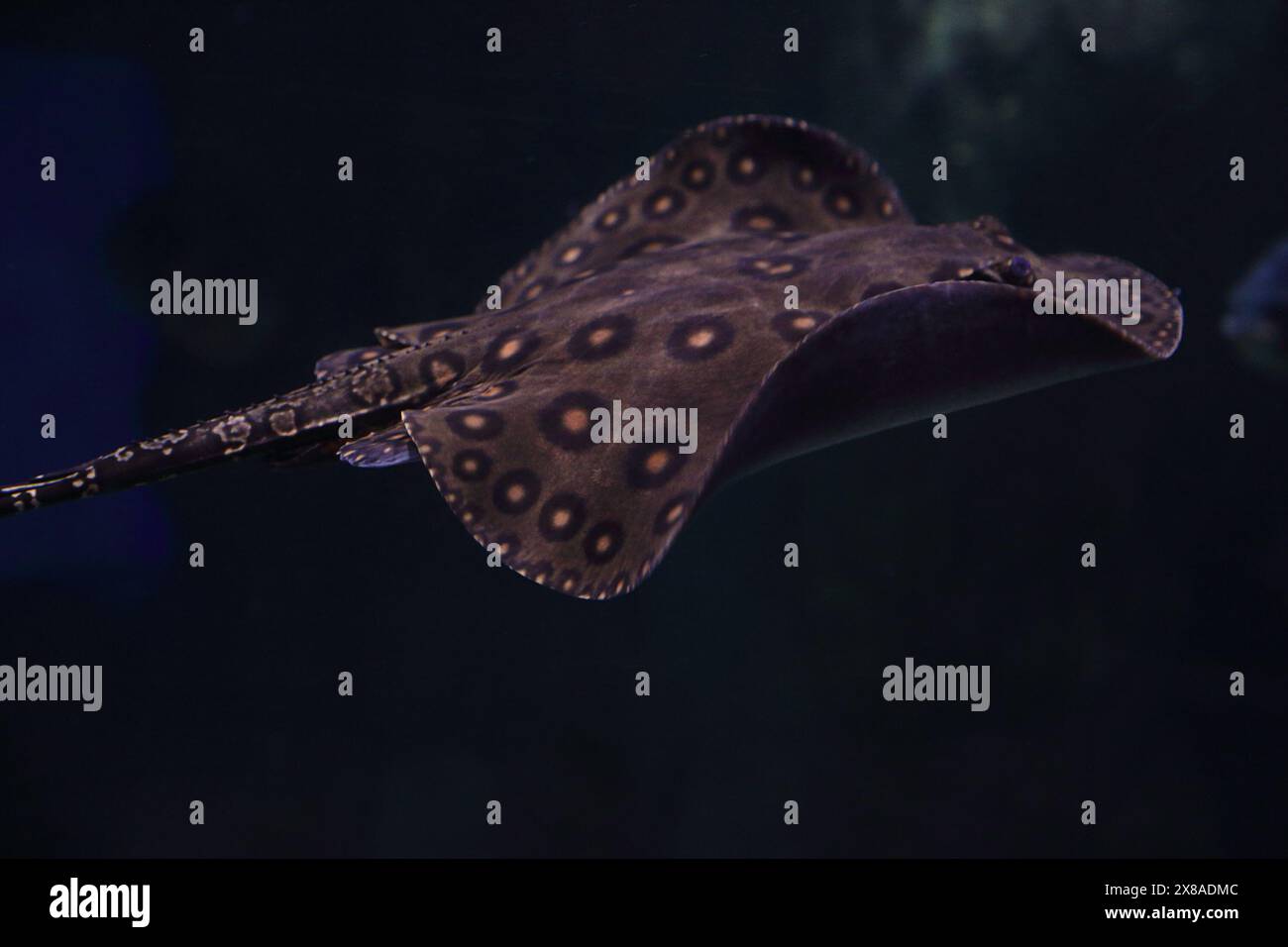 Ocellate river stingray (Potamotrygon motoro) swimming in calm and ...