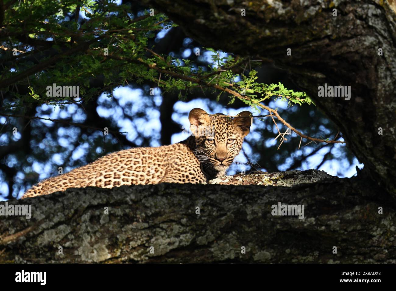 Leopard (Panthera pardus), male cub lying on a tree, Serengeti National ...