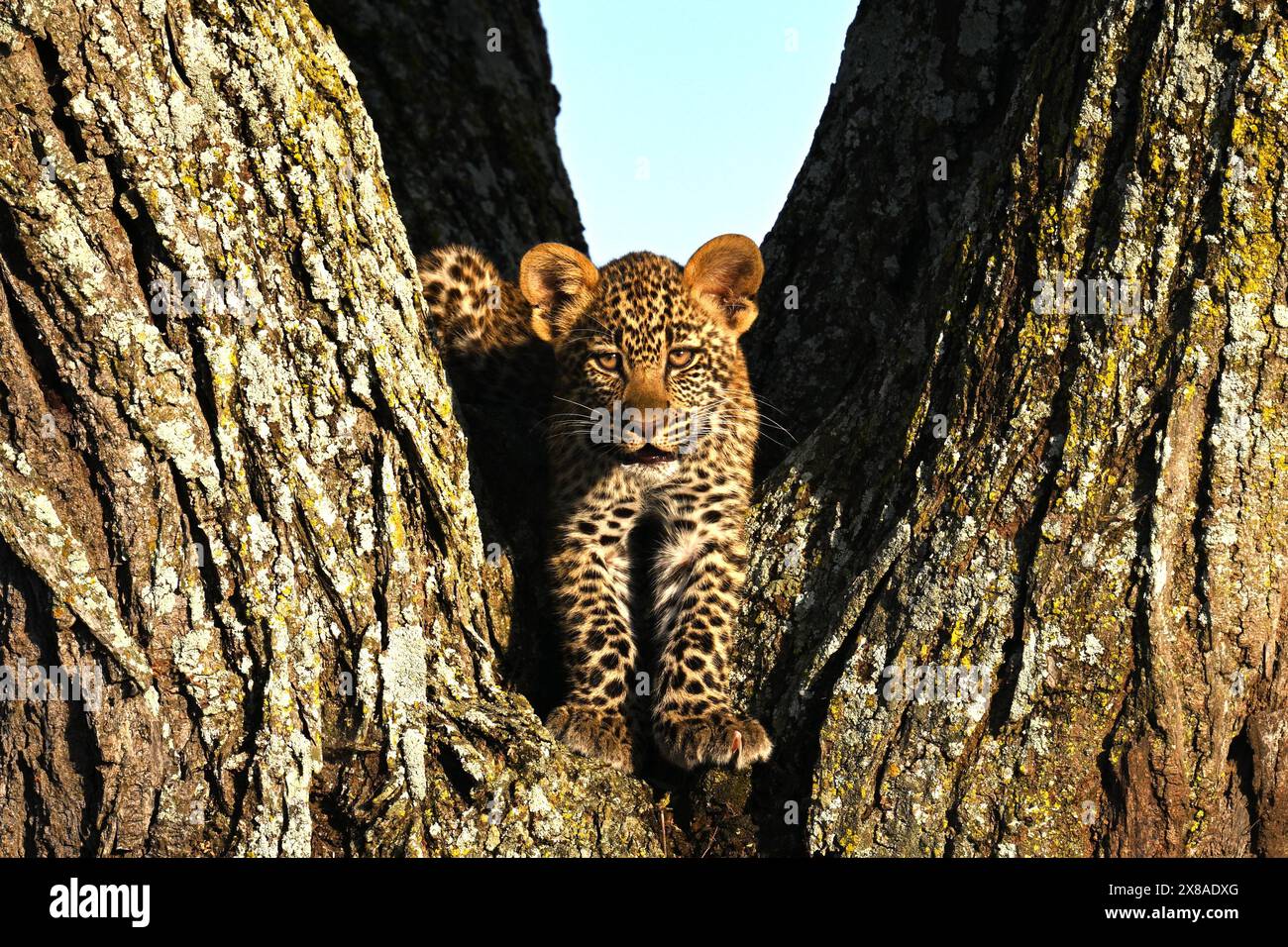 Leopard (Panthera pardus), male cub on a tree, Serengeti National Park ...