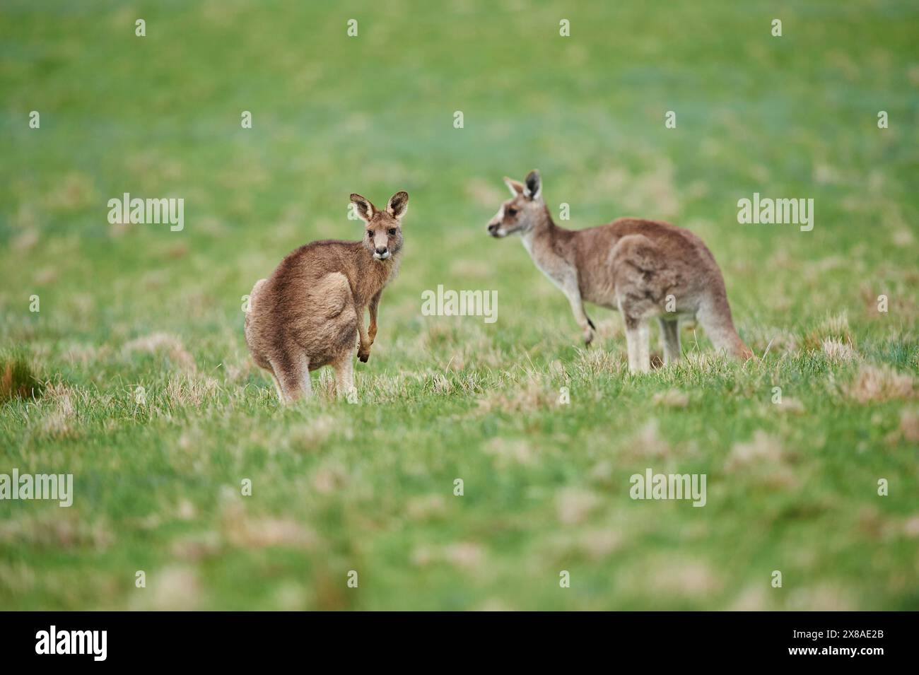 Eastern grey kangaroos (Macropus giganteus) wildlife on a meadow in ...