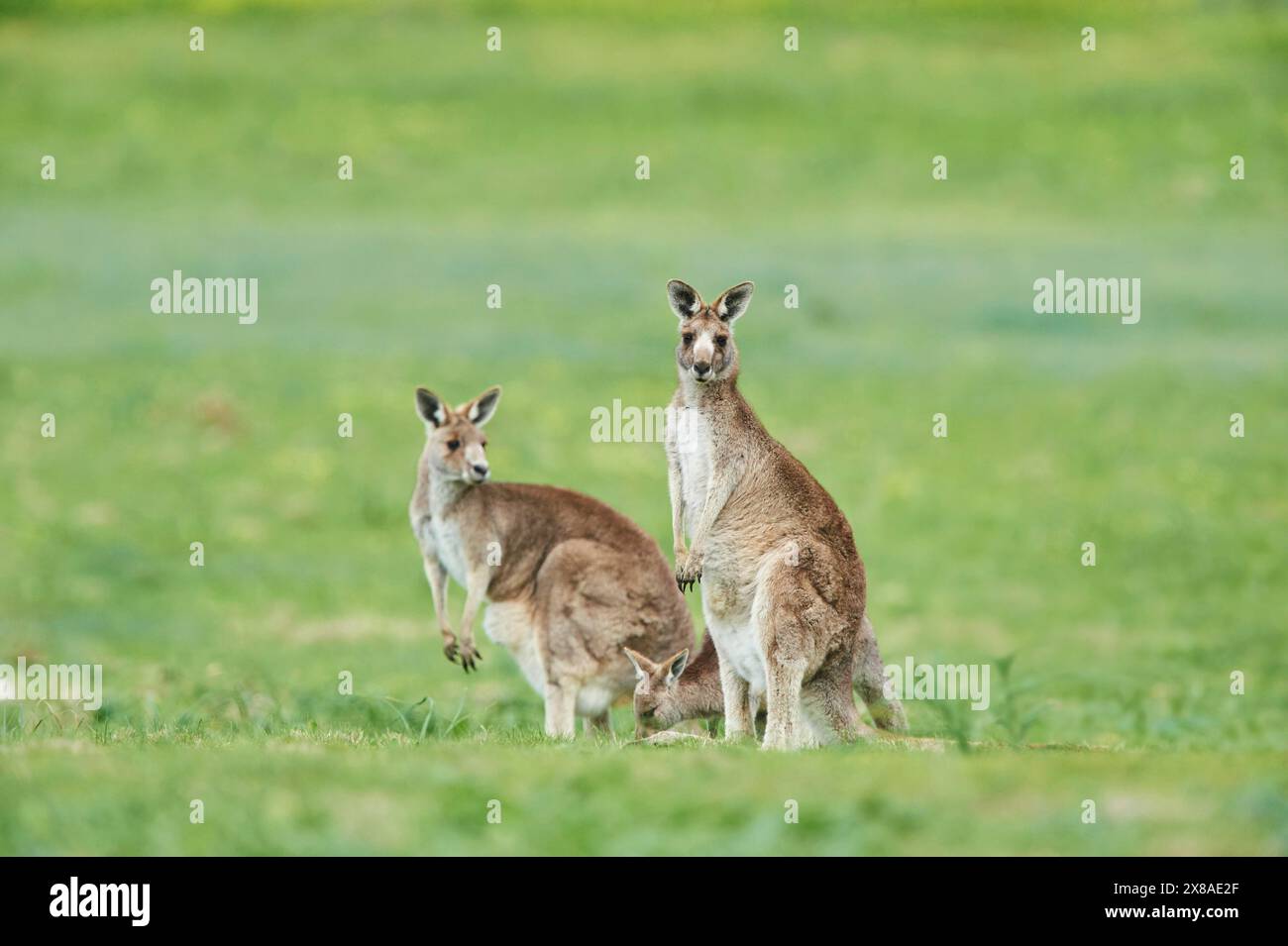 Close-up of eastern grey kangaroos (Macropus giganteus) wildlife on a meadow in Australia Stock ...