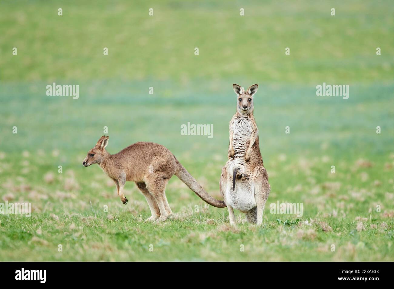 Eastern grey kangaroos (Macropus giganteus) wildlife on a meadow in Australia Stock Photo - Alamy