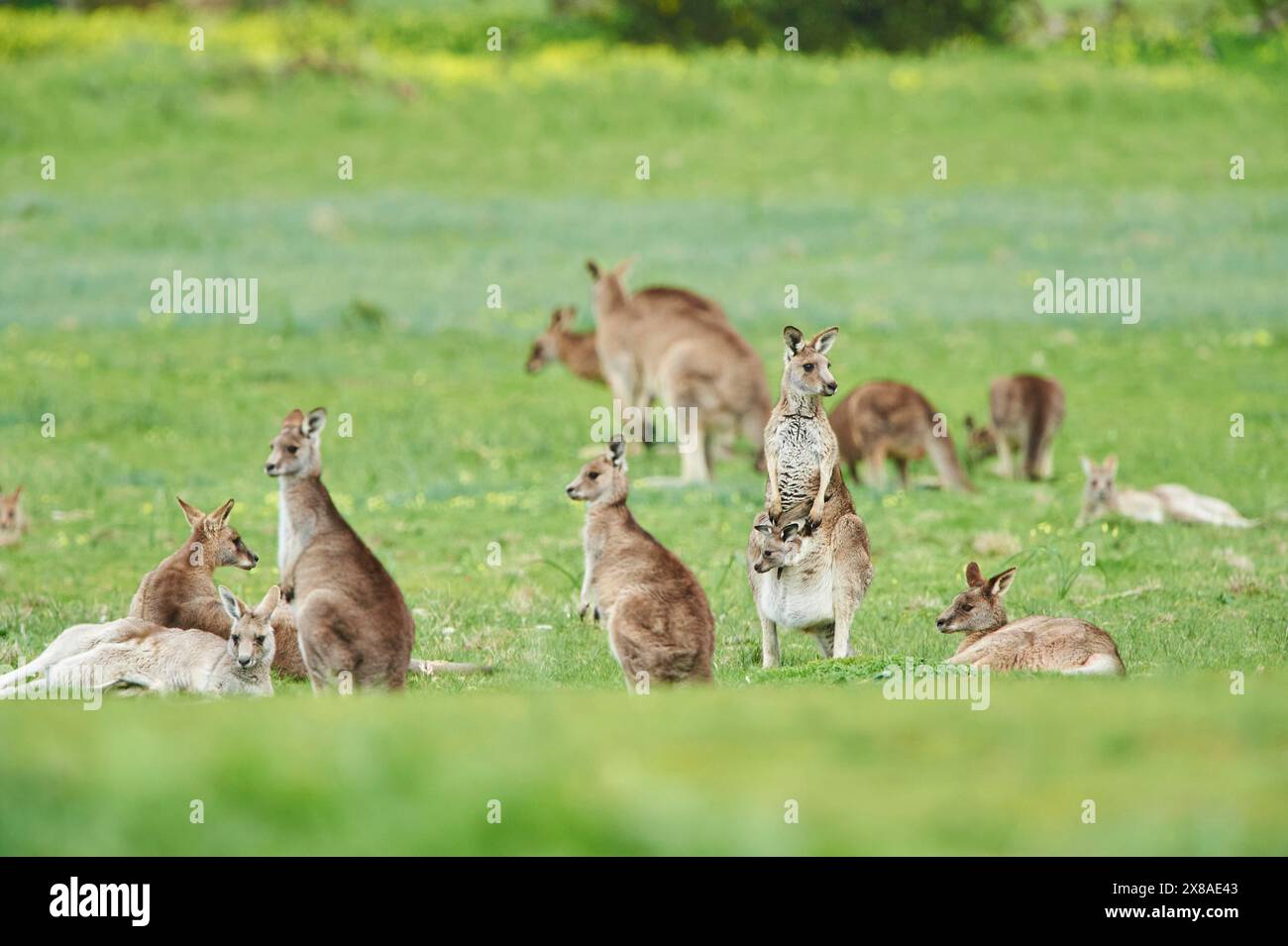 Eastern grey kangaroos (Macropus giganteus) wildlife on a meadow in Australia Stock Photo - Alamy