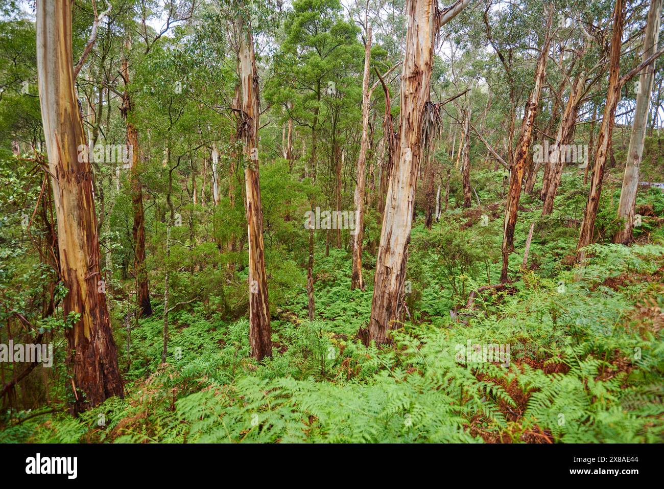 Landscape of a Gum tree (Eucalyptus) forest in spring, Great Otway ...