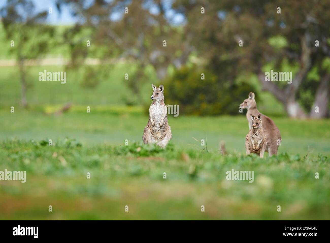 Close-up of eastern grey kangaroos (Macropus giganteus) wildlife on a meadow in Australia Stock ...