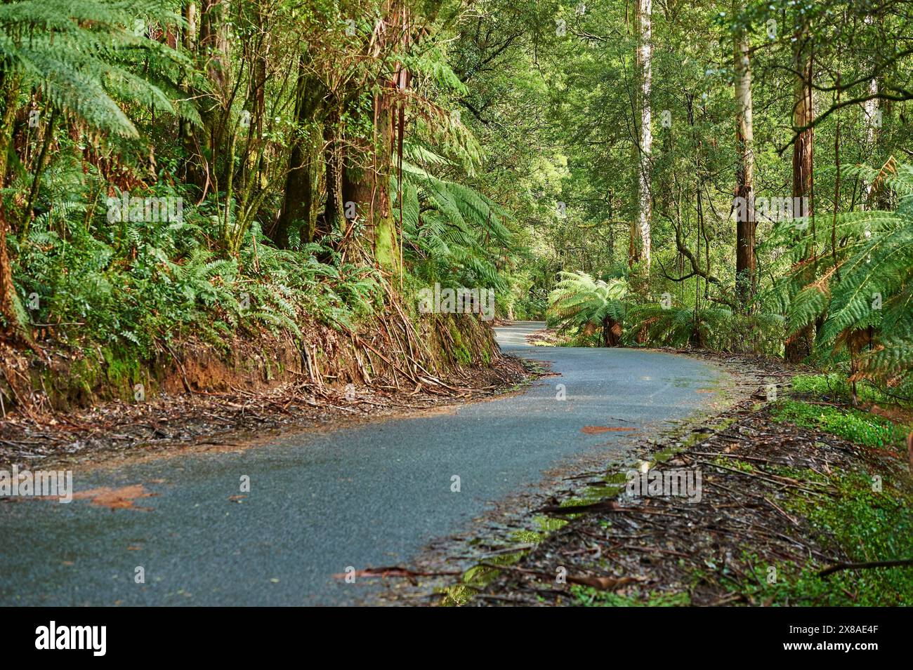 Nature landscape of a road through the forest in the Great Otway ...