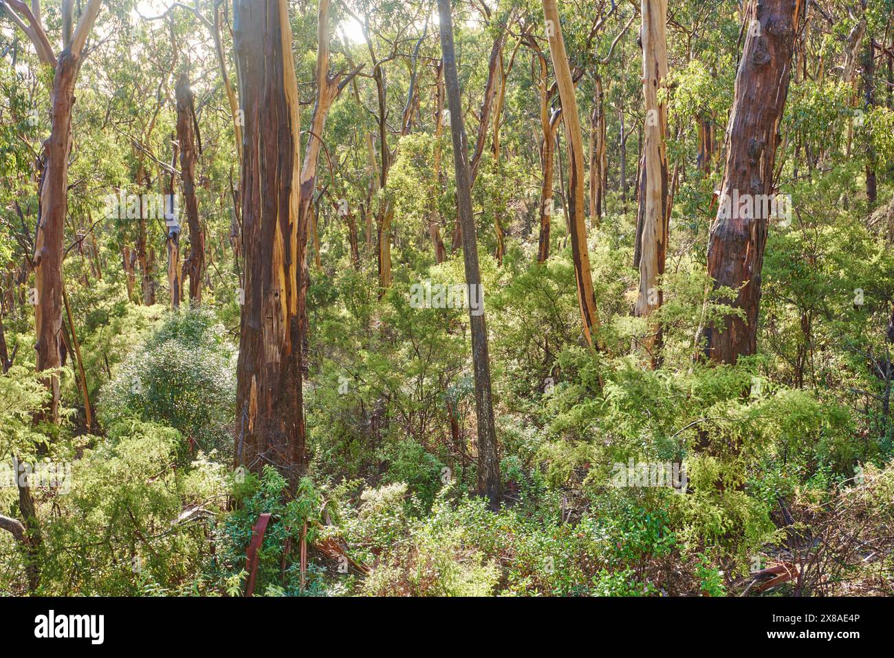 Landscape of a Gum tree (Eucalyptus) forest in spring, Koala Cove ...