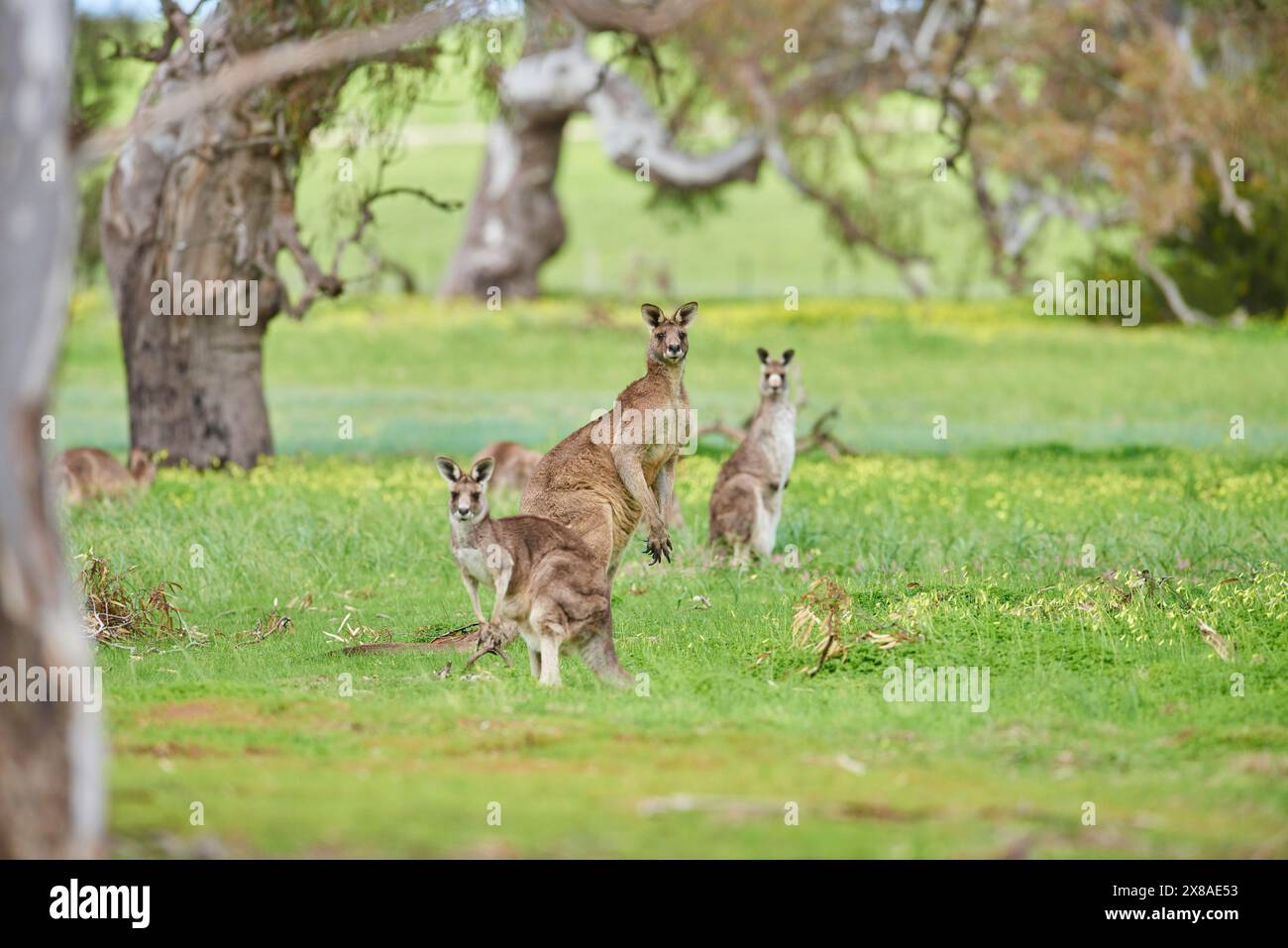 Eastern grey kangaroos (Macropus giganteus) wildlife on a meadow in Australia Stock Photo - Alamy