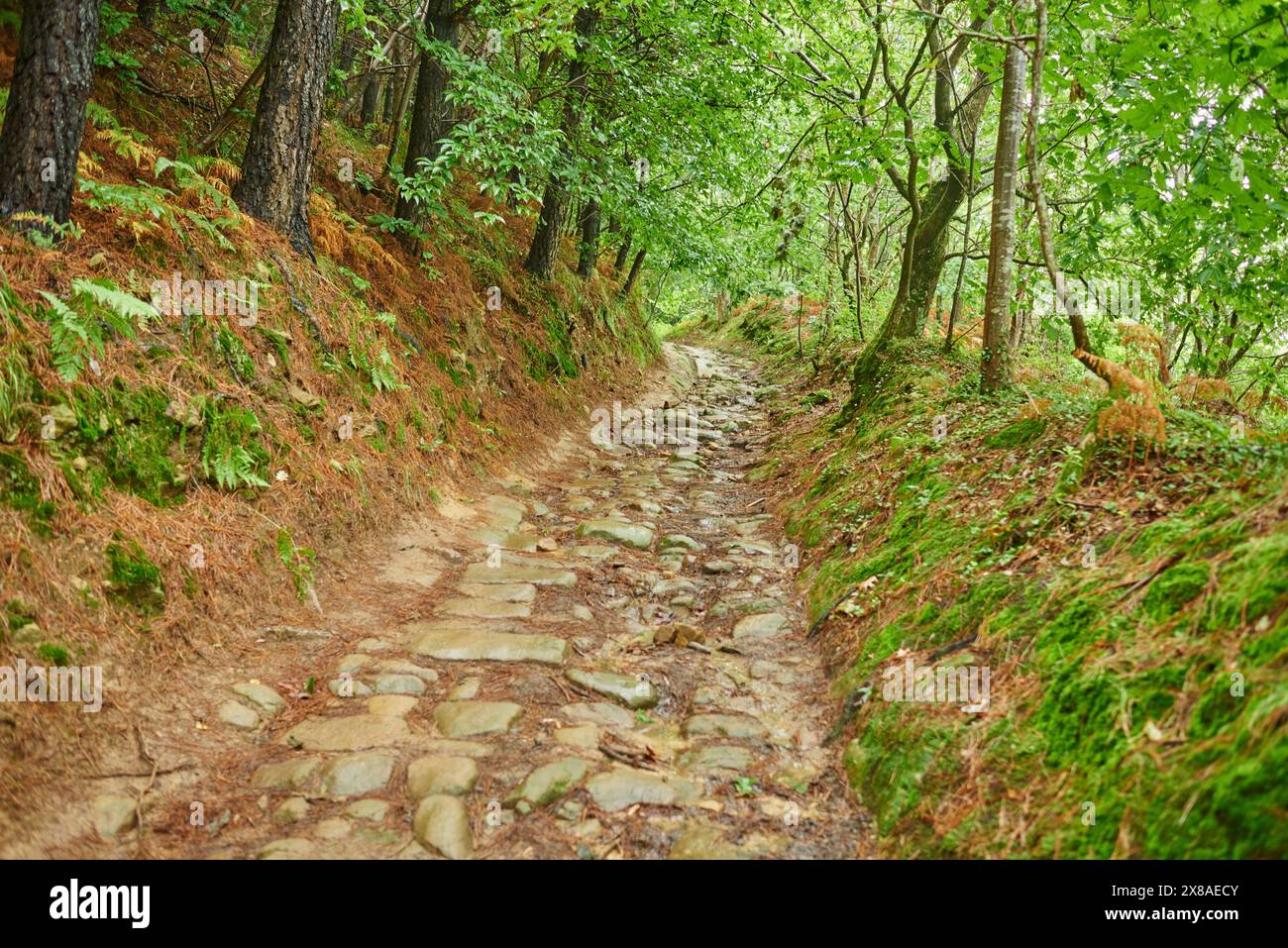 Walking path going through the forest from Donostia San Sebastian to ...