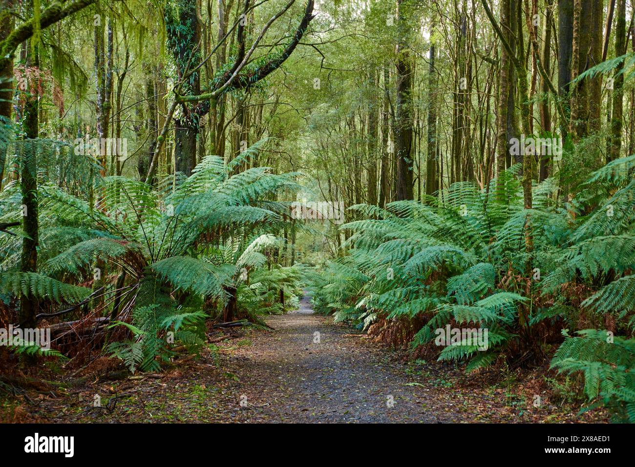 Nature landscape of a hiking way through the forest in the Great Otway ...