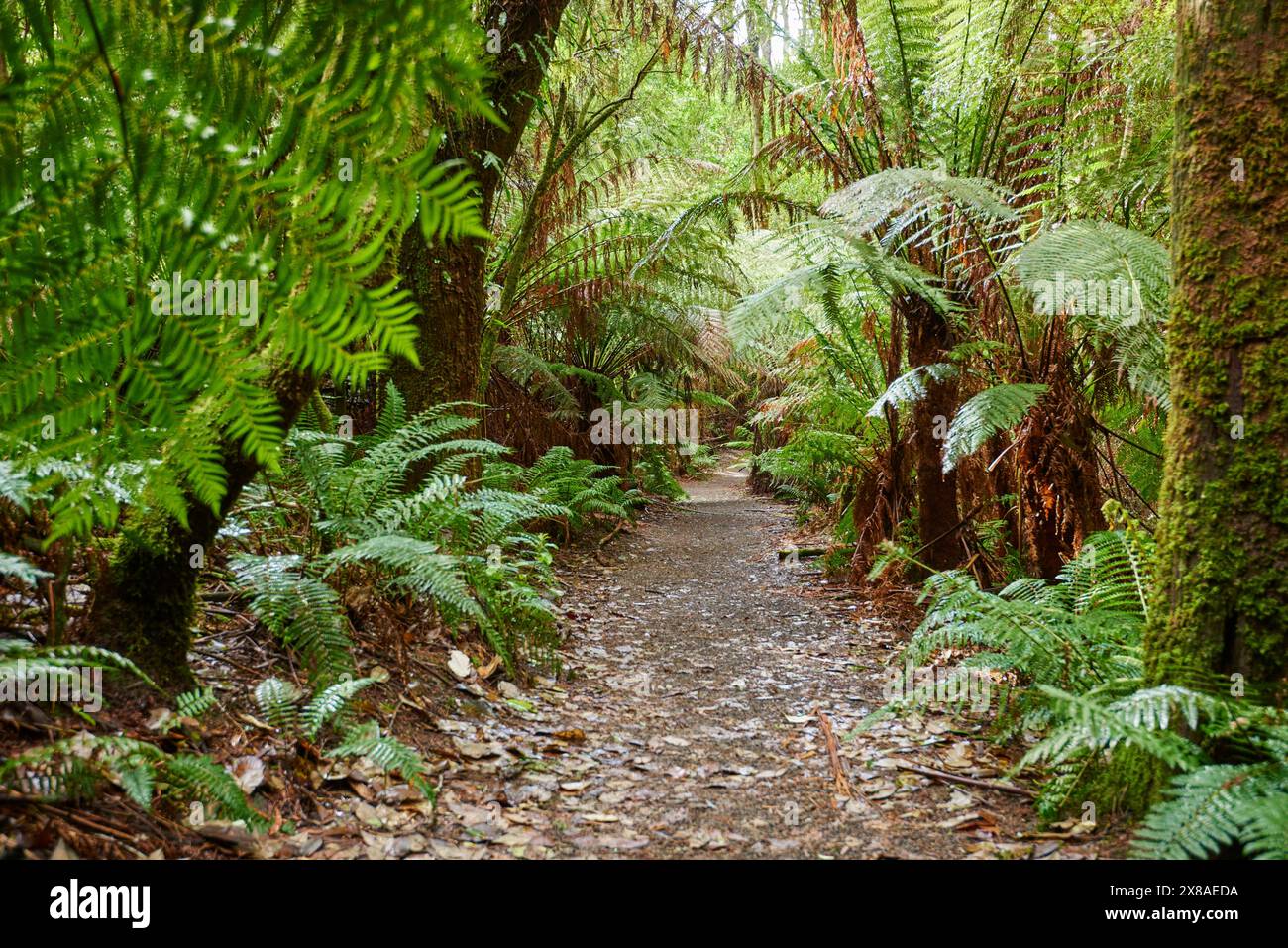 Nature landscape of a hiking way through the forest in the Great Otway ...