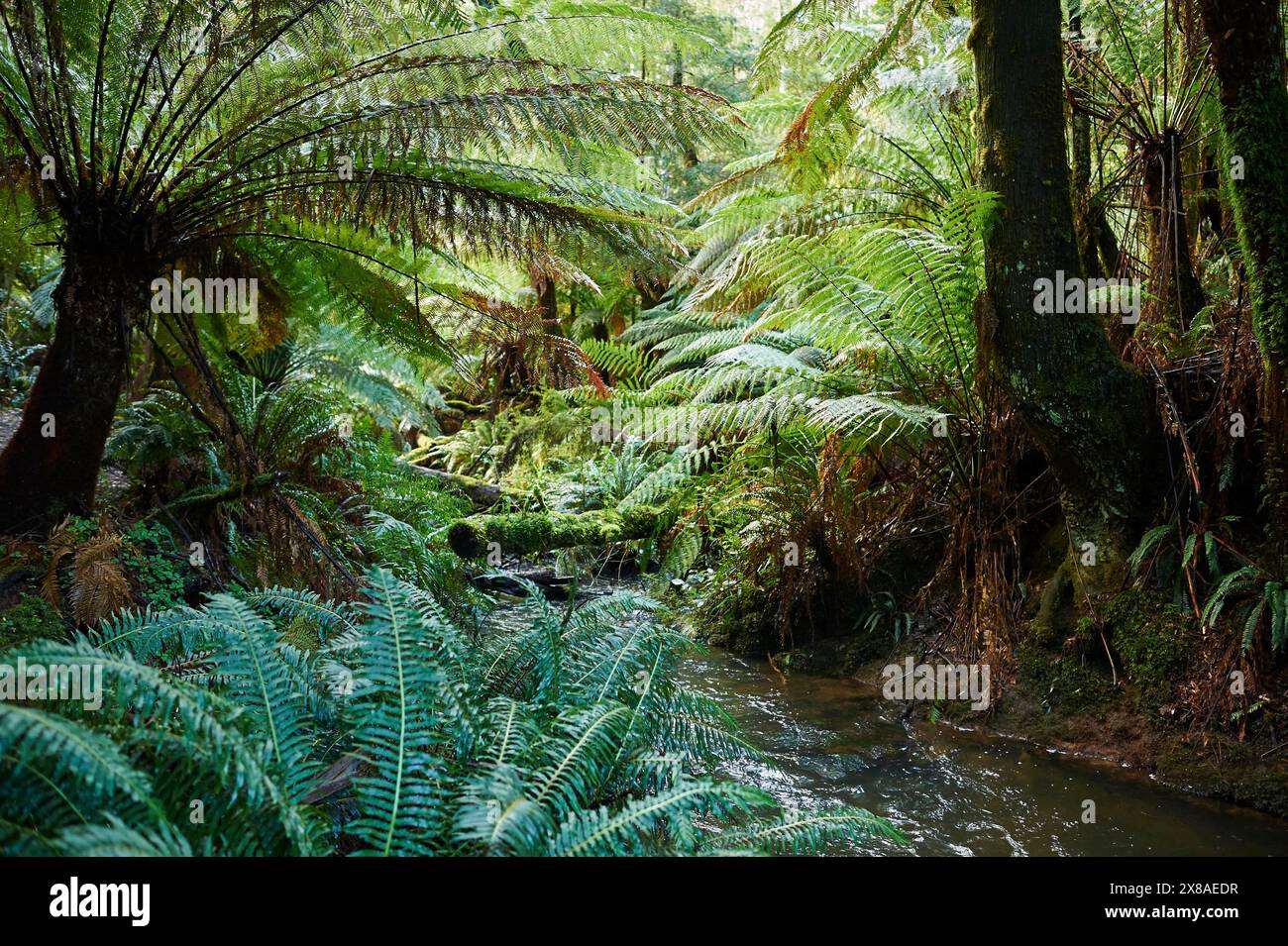 Nature landscape of the rainforest in the Great Otway National Park in ...