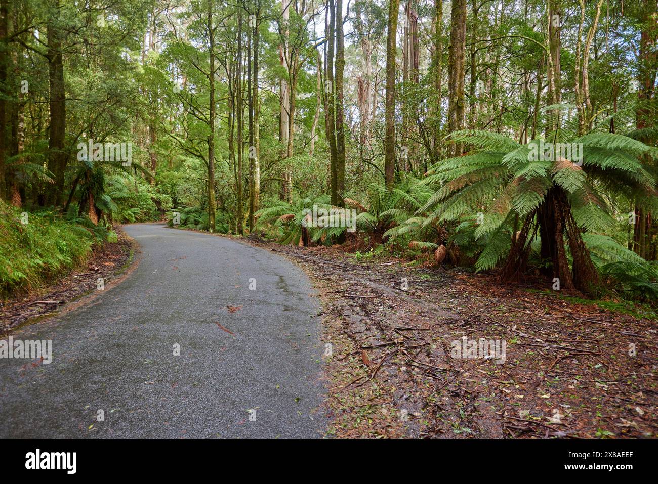 Nature landscape of a road through the forest in the Great Otway ...