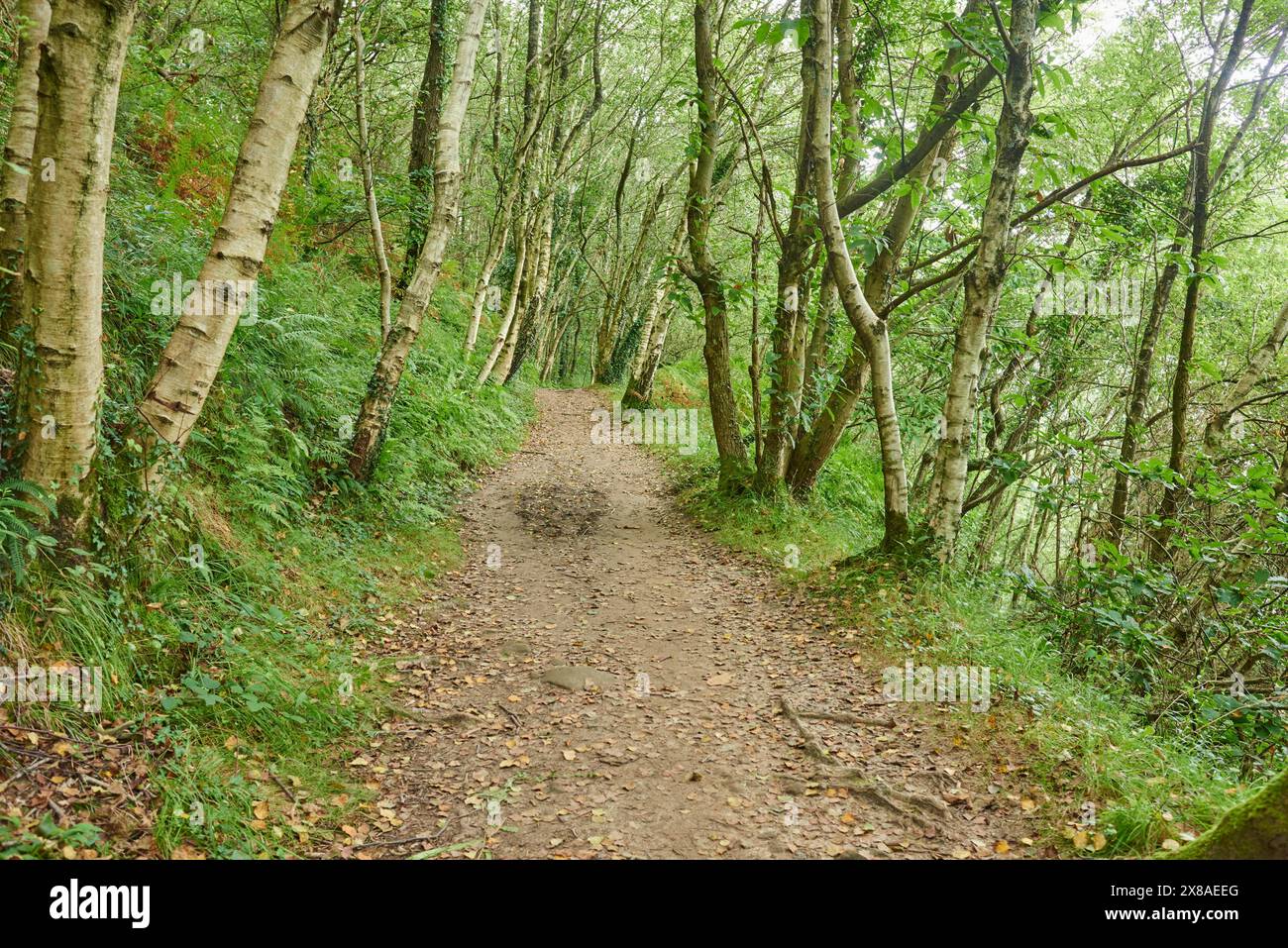 Walking path going through the forest to Donostia San Sebastian at the ...