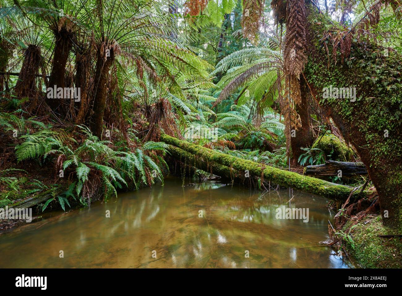Nature landscape of a brook through the rainforest in the Great Otway ...