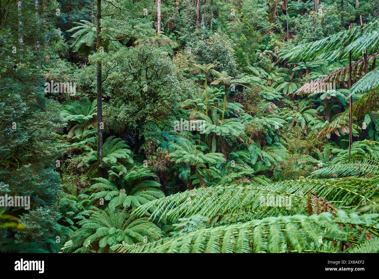 Nature landscape of the forest in the Great Otway National Park in ...