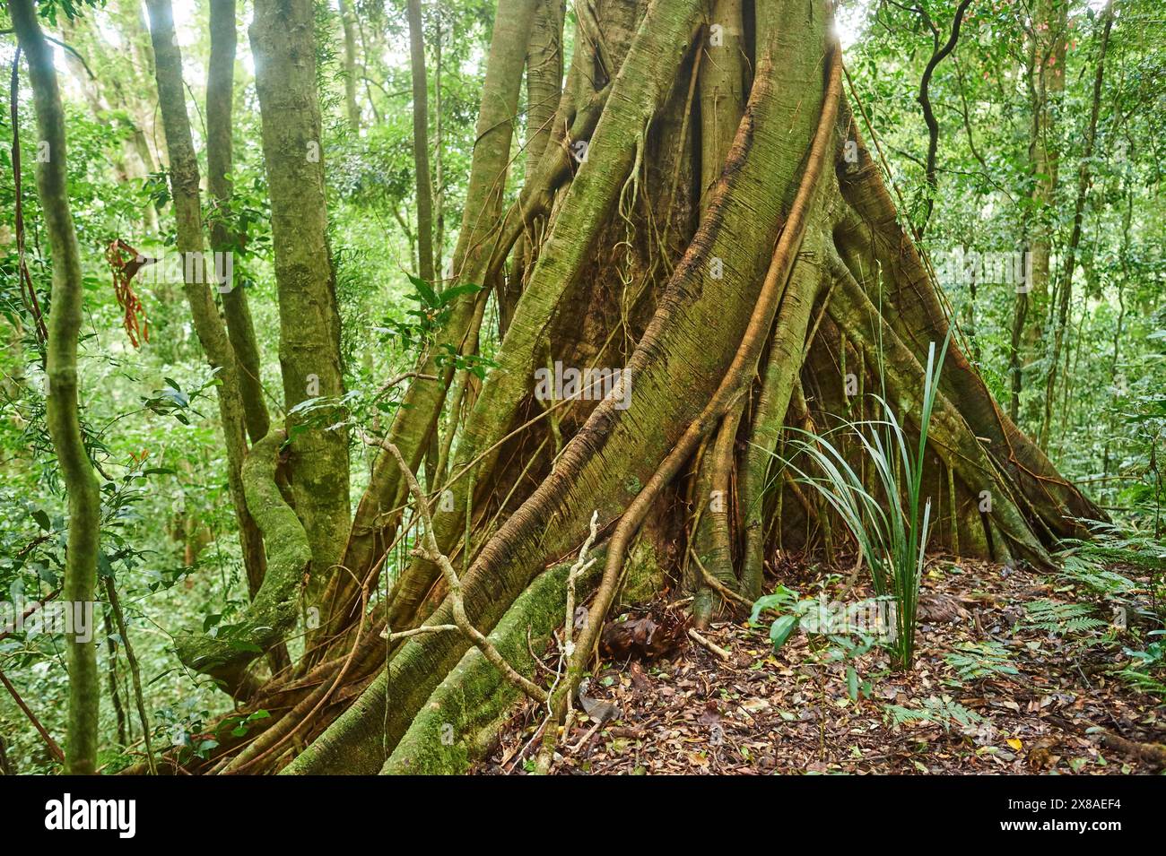 Roots of a sequoia beside a little walking path going through the ...