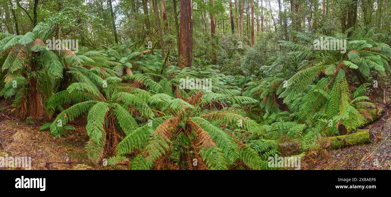 Nature landscape of the forest in the Great Otway National Park in ...