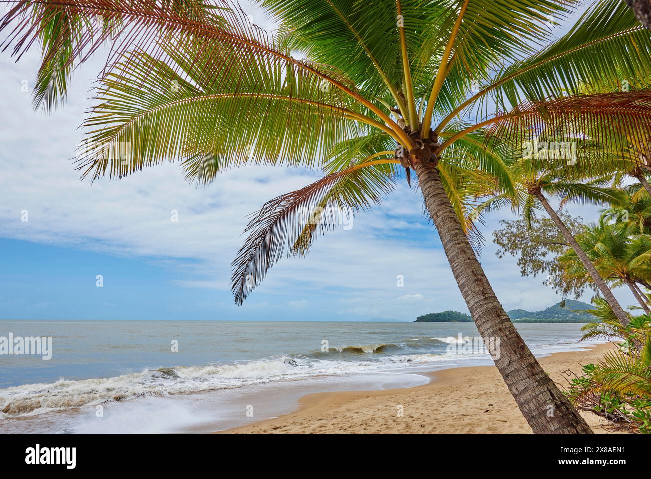 Landscape of Clifton Beach with coconut palms in spring, Queensland ...