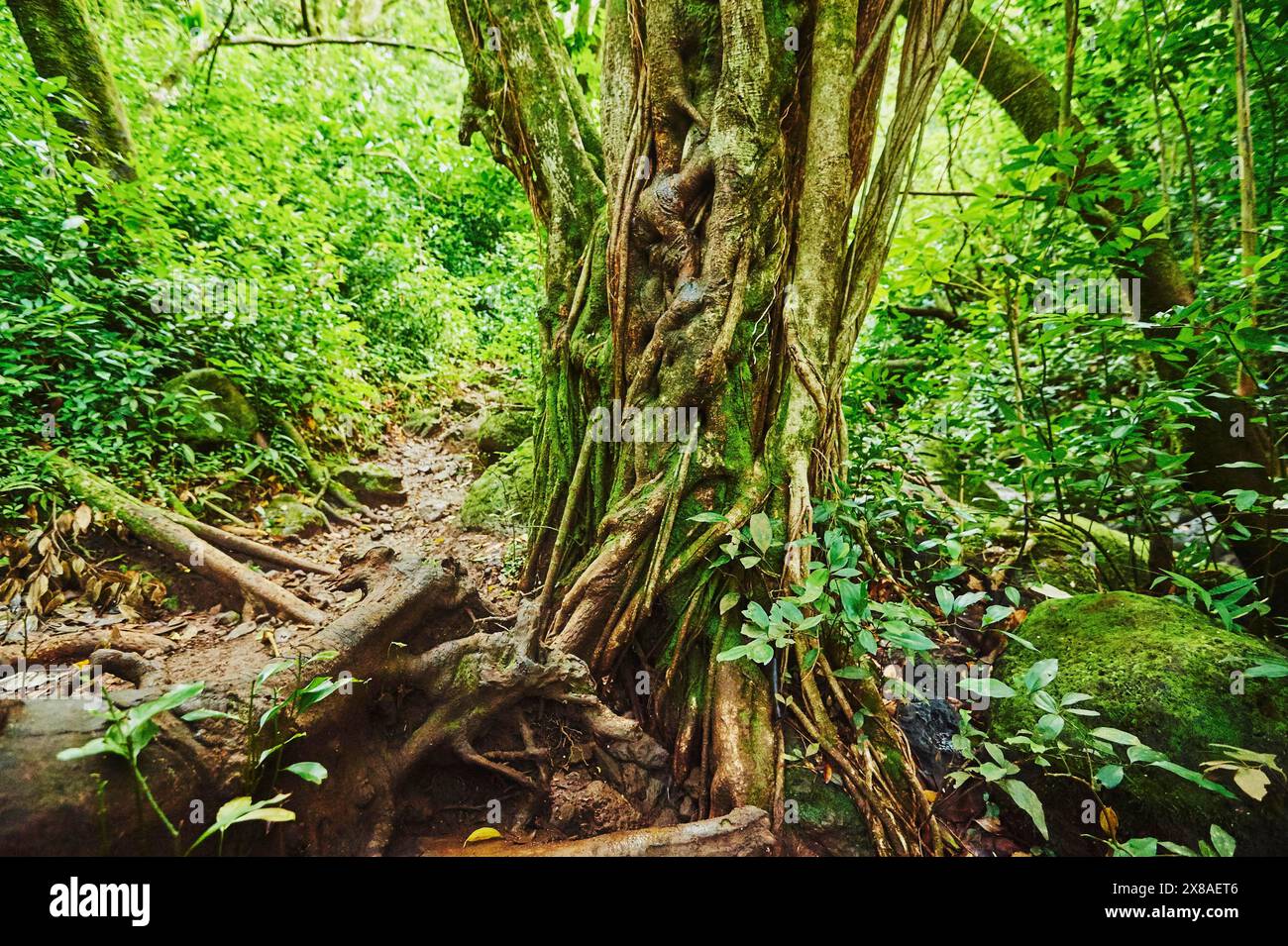 Landscape of Rainforest at the Lulumahu trail to the Lulumahu falls ...