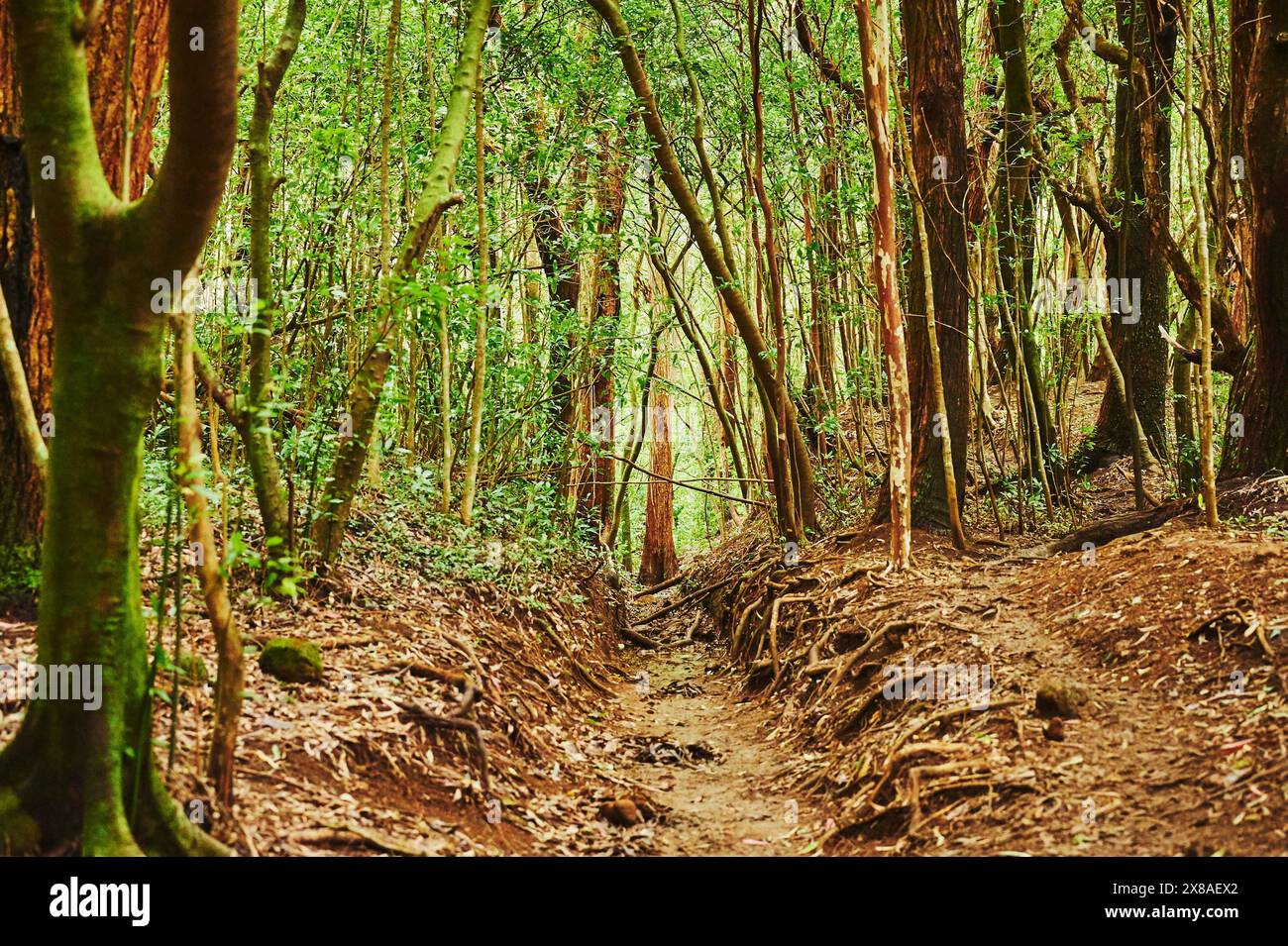 Landscape of Rainforest at the Lulumahu trail to the Lulumahu falls ...