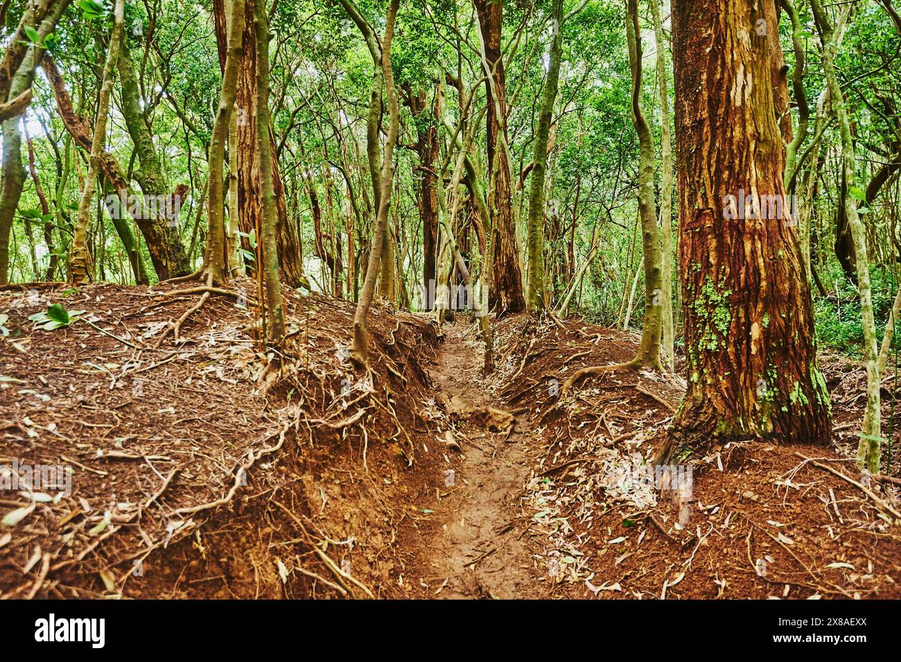 Landscape of Rainforest at the Lulumahu trail to the Lulumahu falls ...