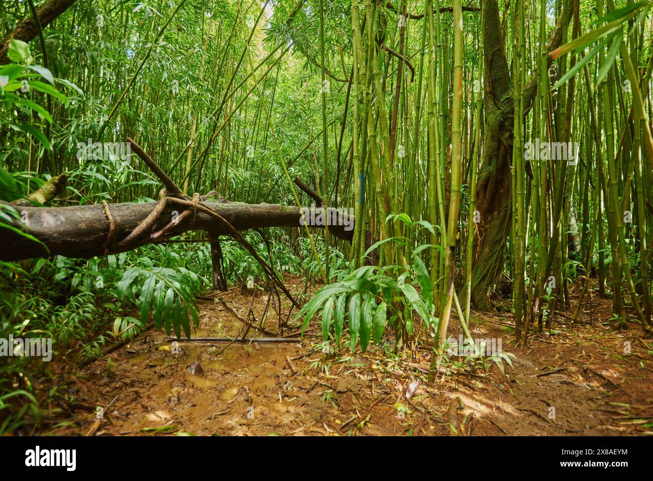 Landscape of Rainforest at the Lulumahu trail to the Lulumahu falls ...