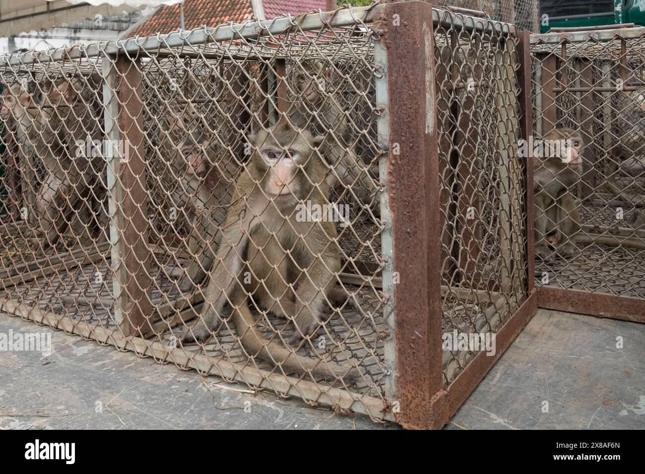 Monkeys are caged on a truck after bing trapped in Lopburi Province ...