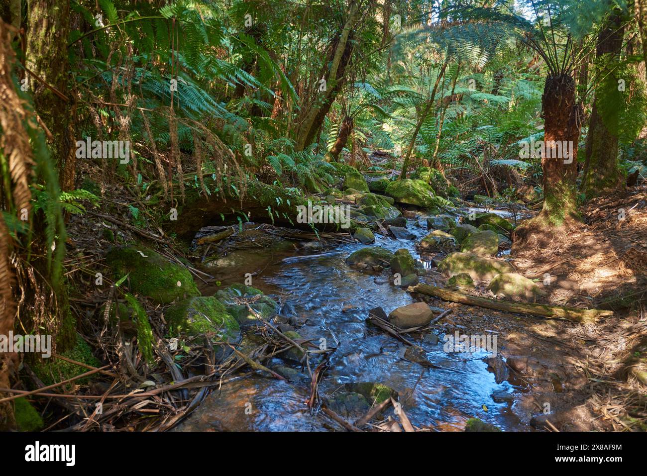 Nature landscape of a stream through the forest in the Dandenong Ranges ...