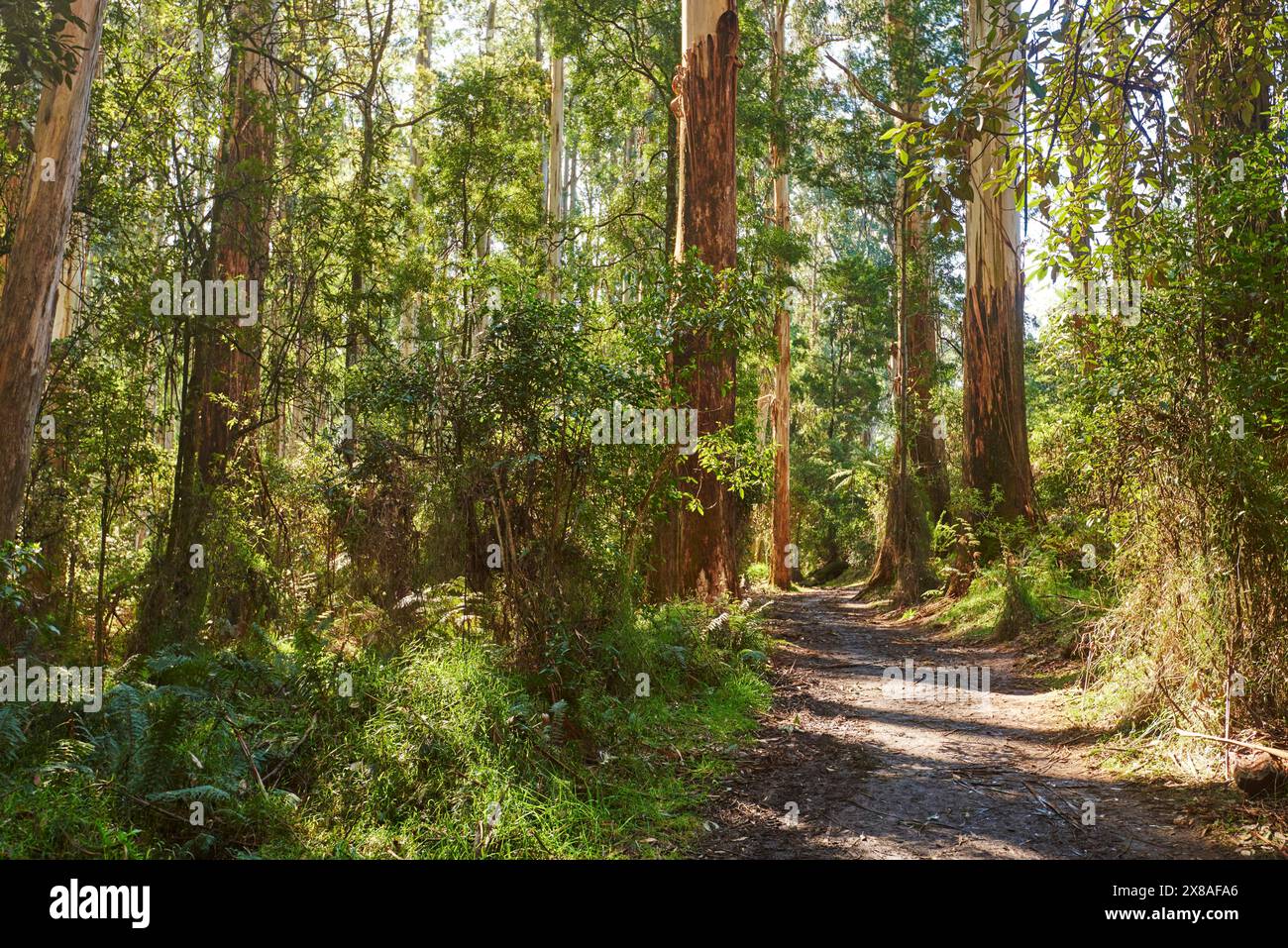 Nature landscape of a track through the forest in the Dandenong Ranges ...