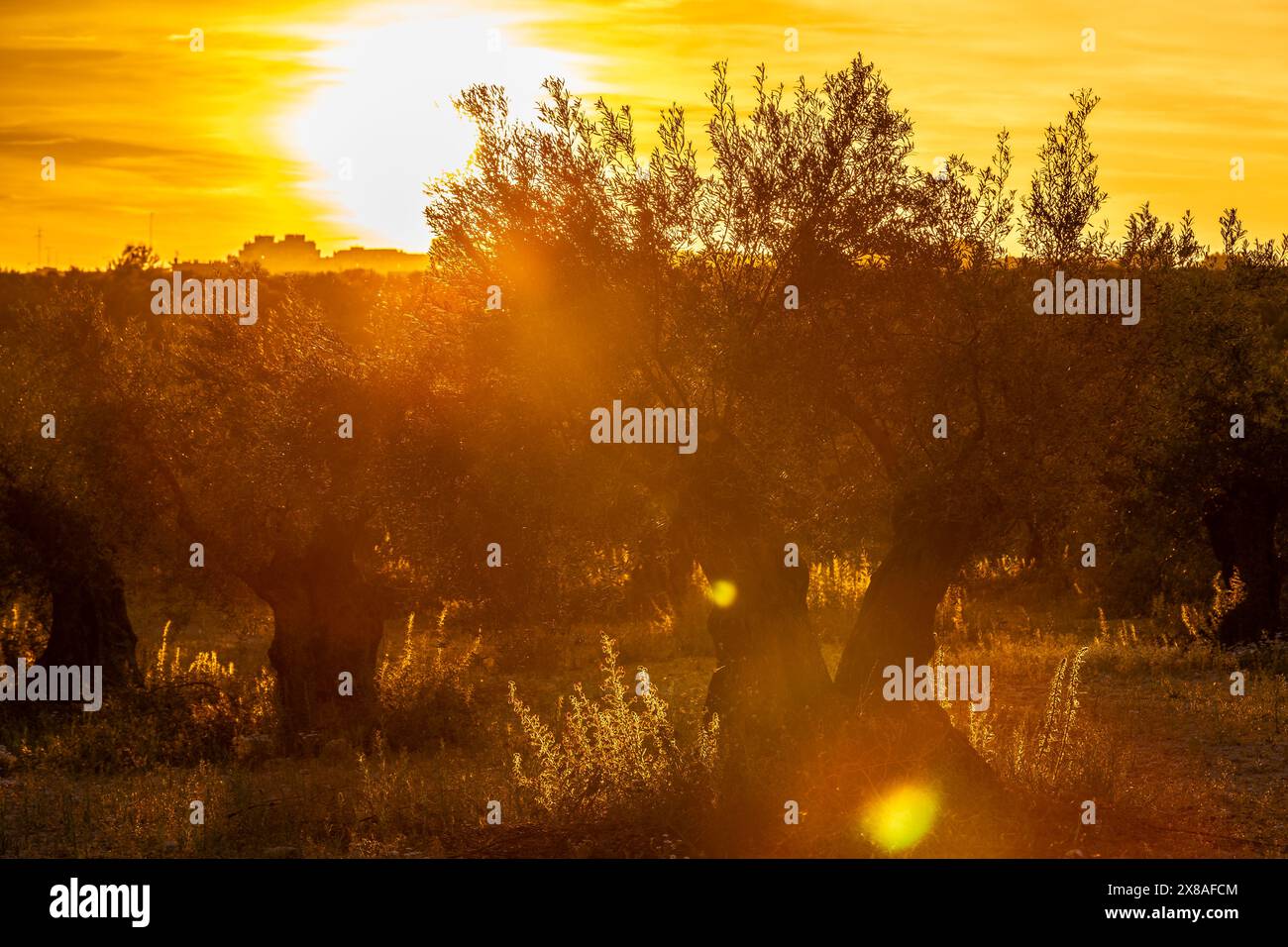 A cultivated olive tree field during sunset in the Mediterranean region ...