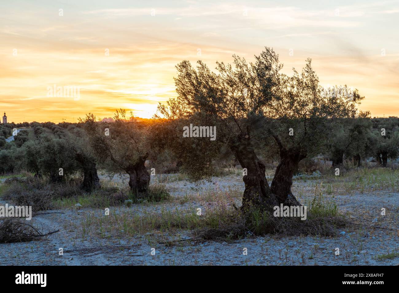A cultivated olive tree field during sunset in the Mediterranean region ...