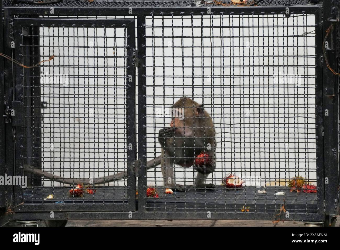 A monkey eats rambutan in a cage set up in an attempt to trap monkeys ...