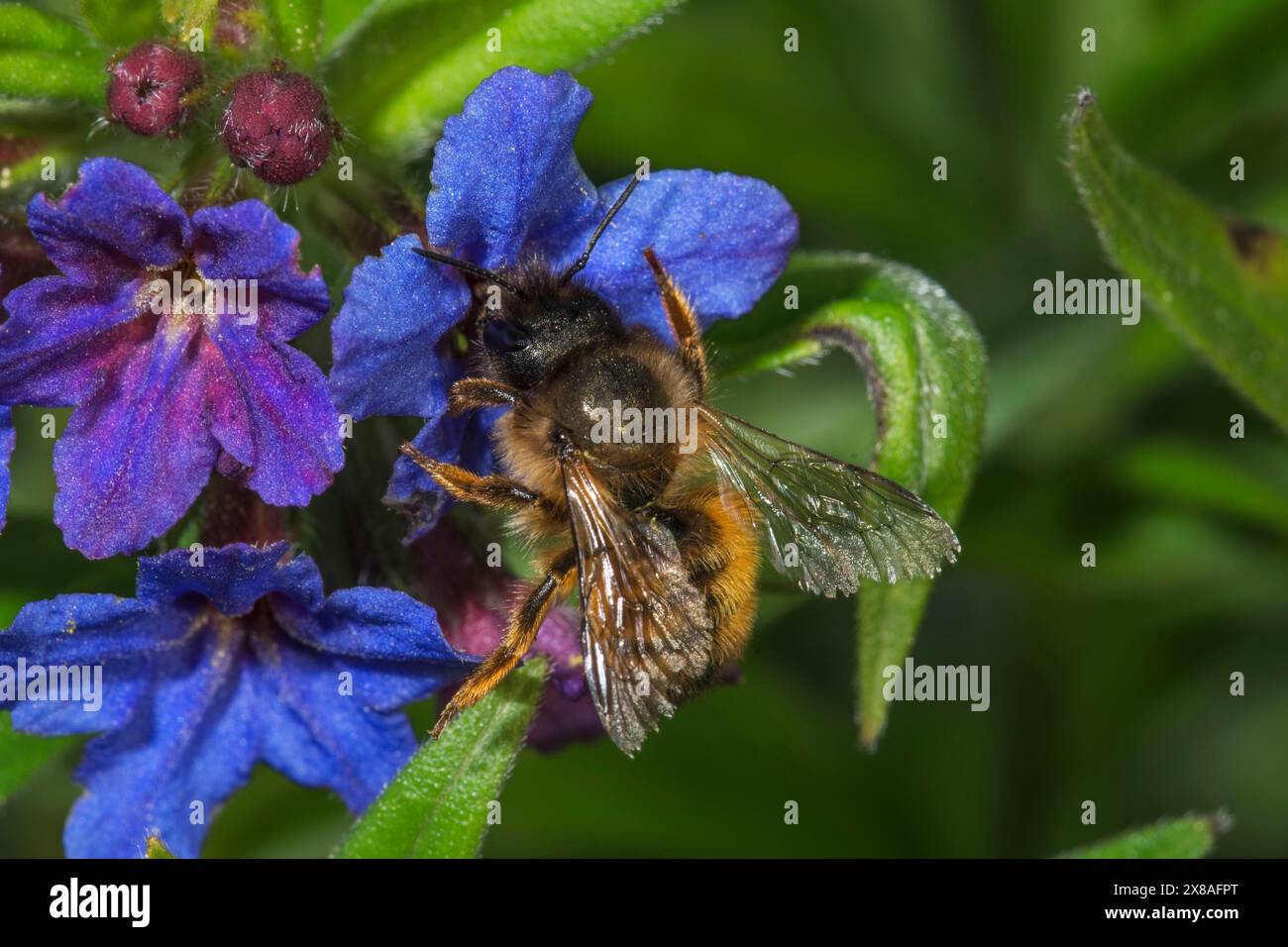 A rusty red mason bee (Osmia bicornis) on Purple Gromwell (Buglossoides ...