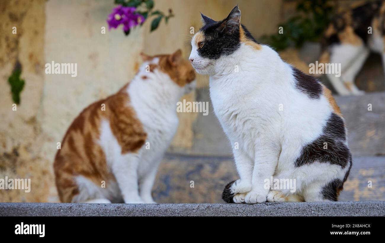 Black and white cat sitting while orange and white cat sniffing in the ...